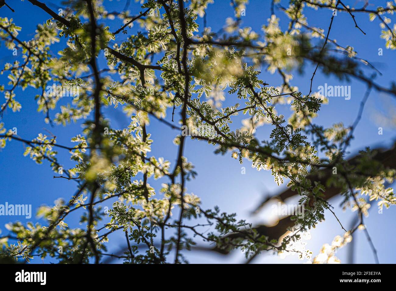 Arbol tipico hi-res stock photography and images - Alamy