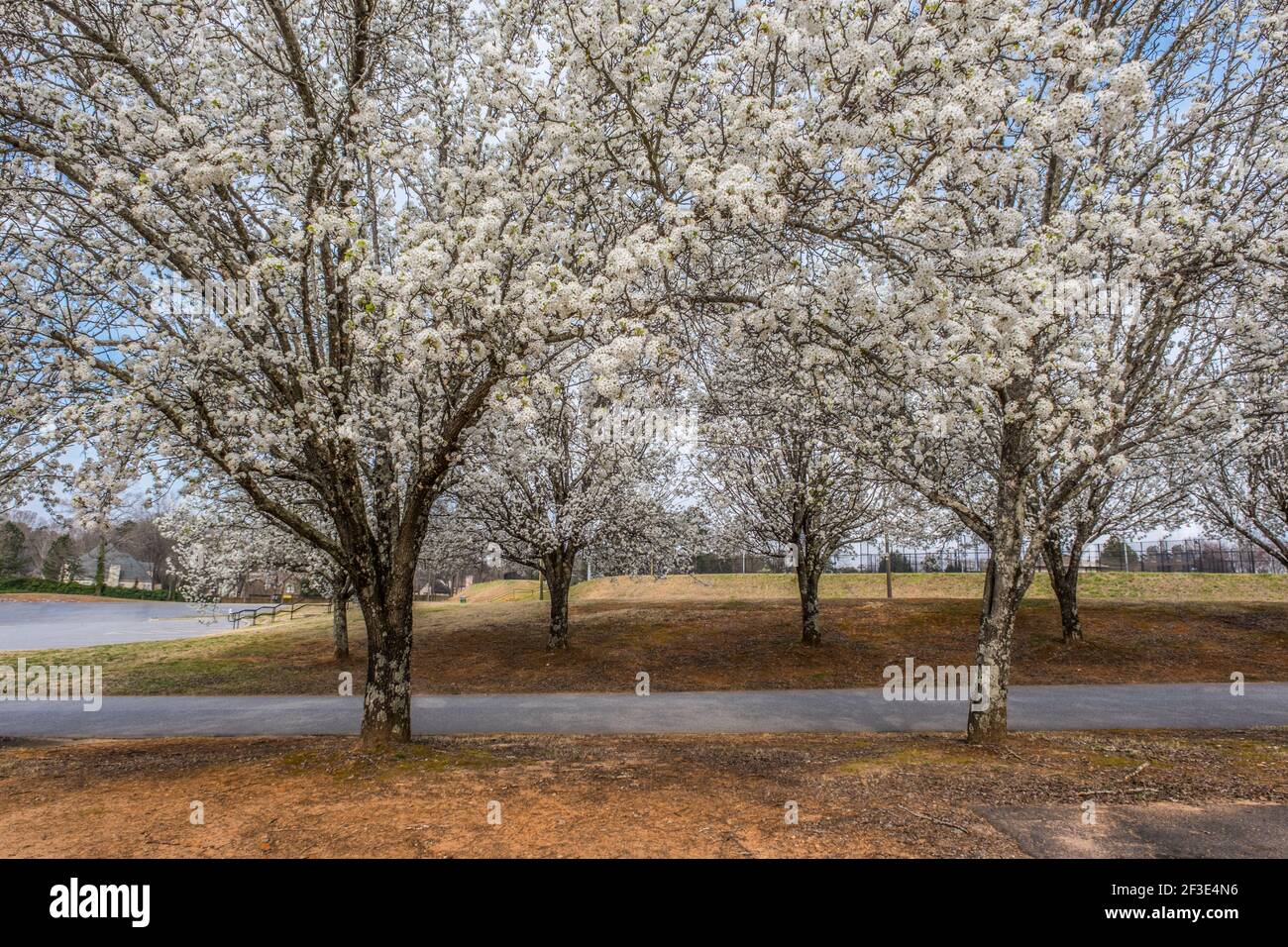 Bradford pear tree in bloom hi-res stock photography and images - Alamy