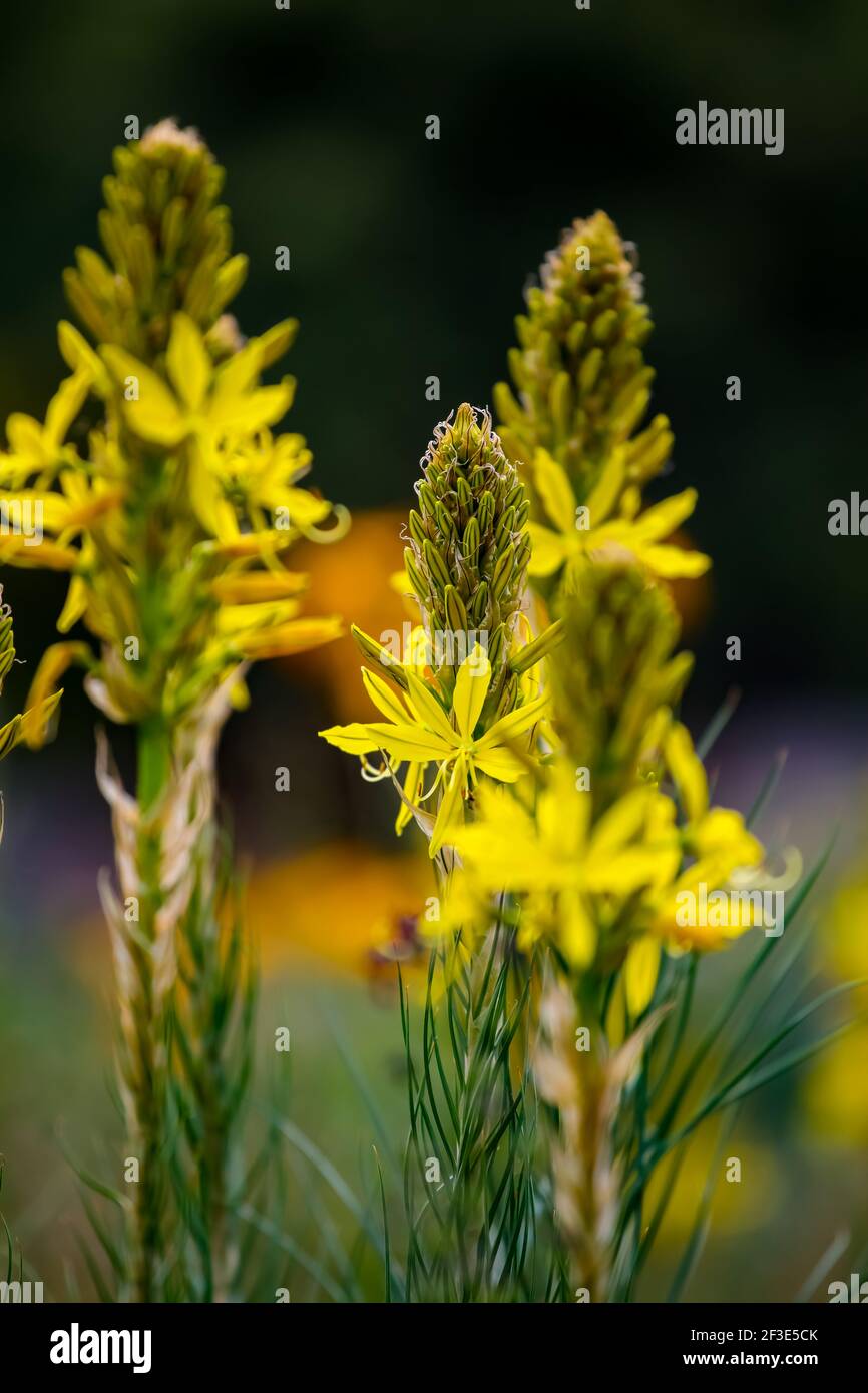 Yellow flowers of Bulbine lily (Bulbine bulbosa) in the garden Stock ...