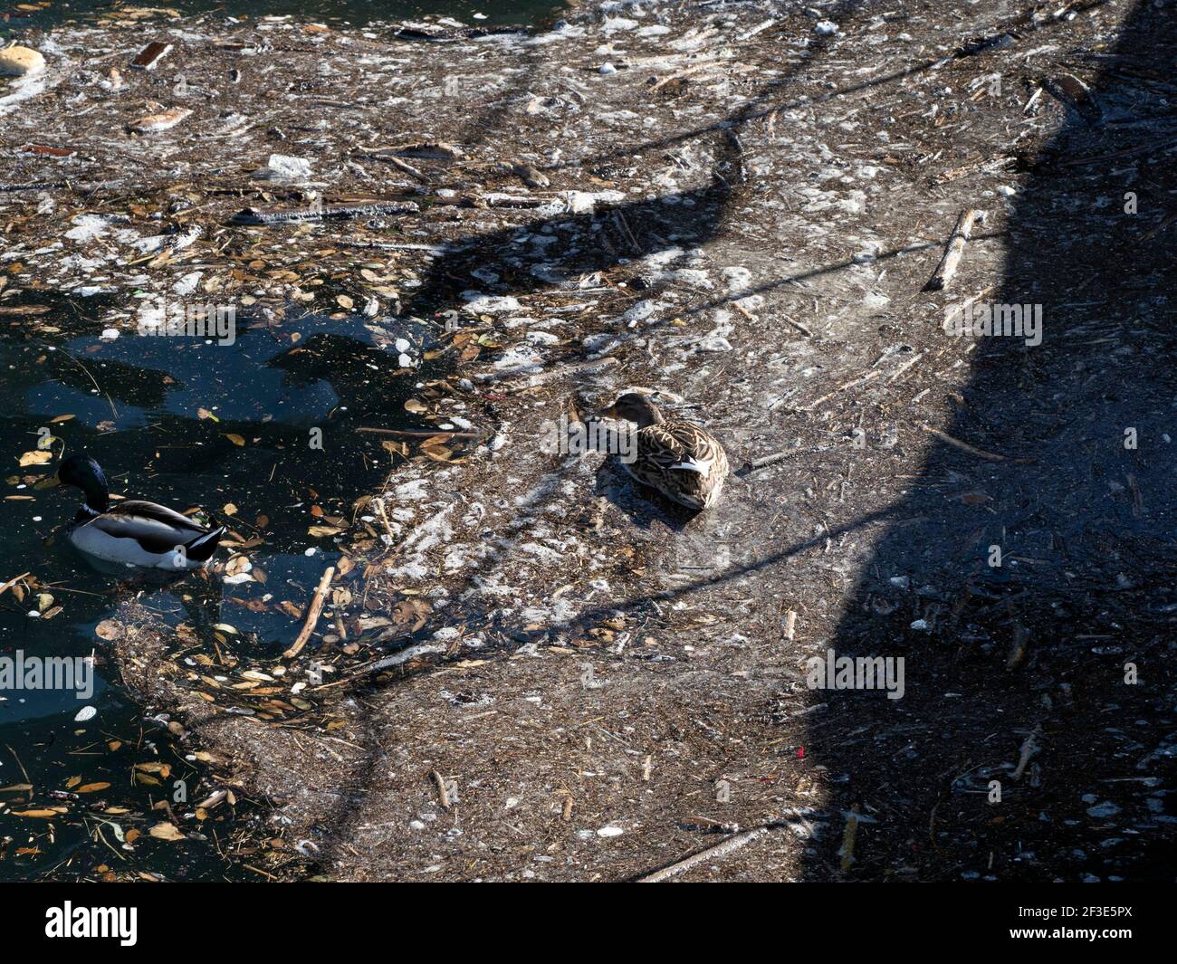 wild duck swimming in plastic rubbish garbage polluted trash sea Stock ...