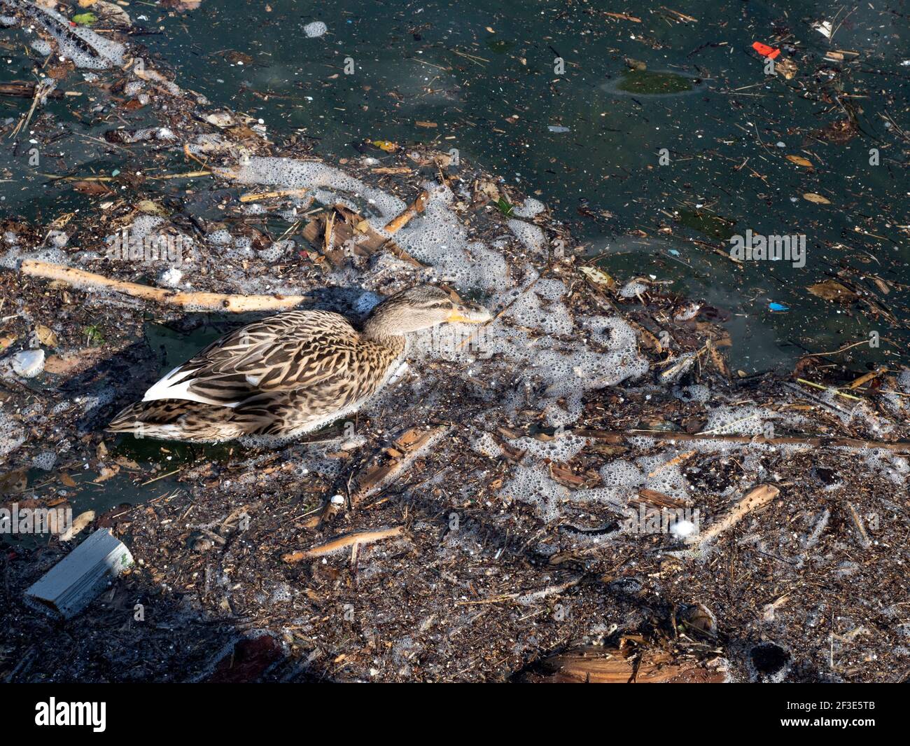 wild duck swimming in plastic rubbish garbage polluted trash sea Stock ...