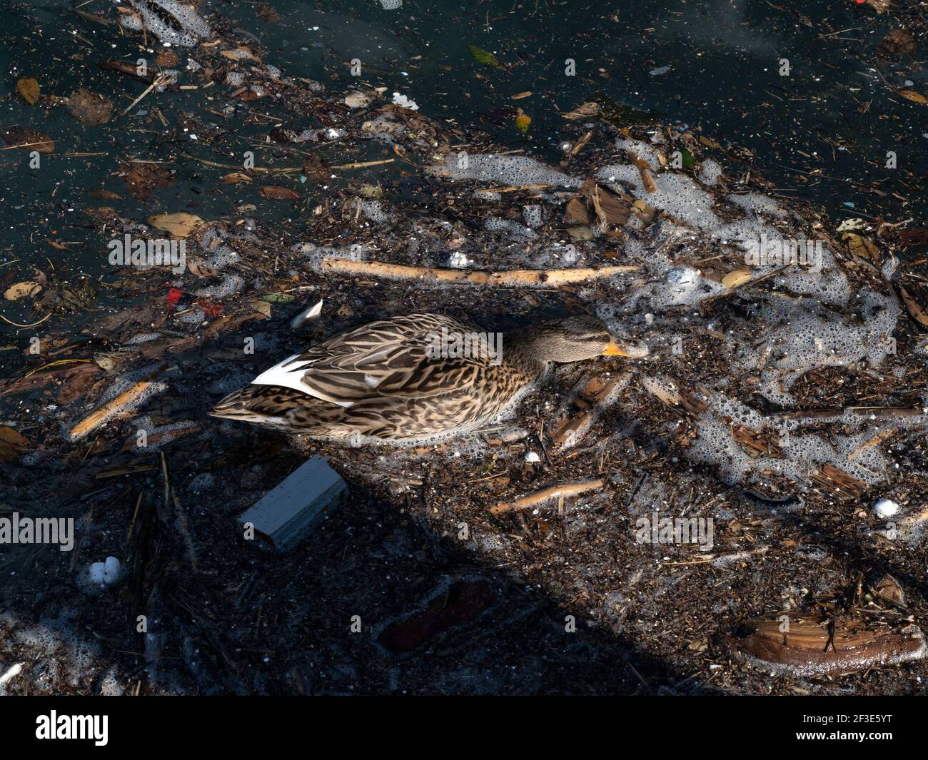 wild duck swimming in plastic rubbish garbage polluted trash sea Stock ...