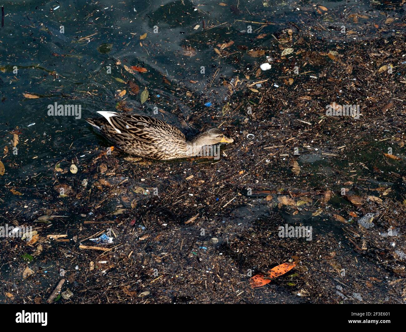 wild duck swimming in plastic rubbish garbage polluted trash sea Stock ...