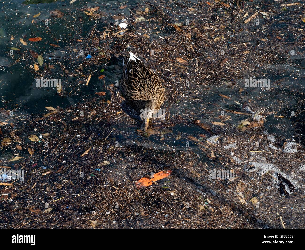 wild duck swimming in plastic rubbish garbage polluted trash sea Stock ...