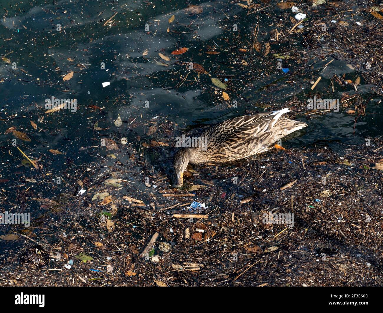 wild duck swimming in plastic rubbish garbage polluted trash sea Stock ...