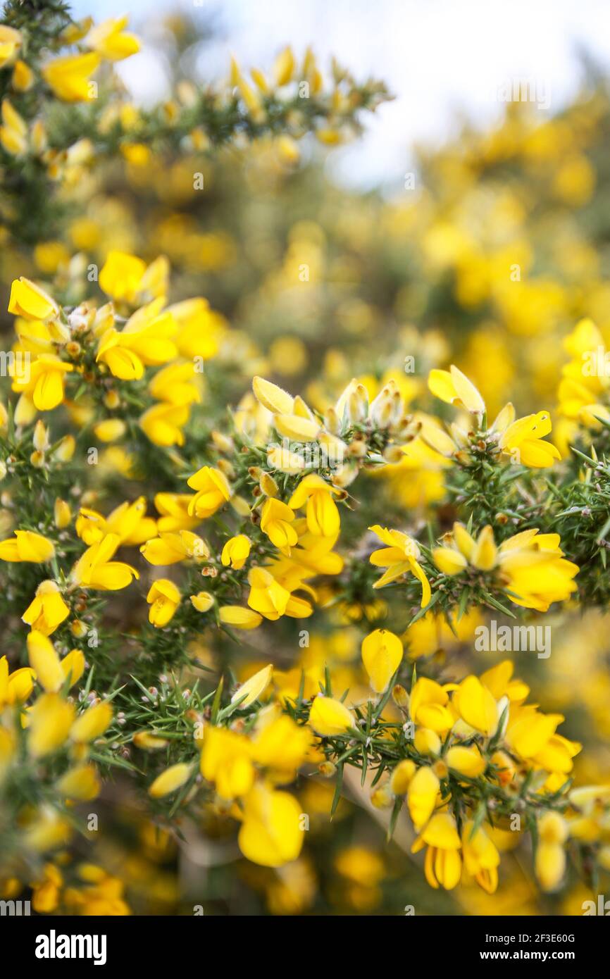 Gorse blooms hi-res stock photography and images - Alamy