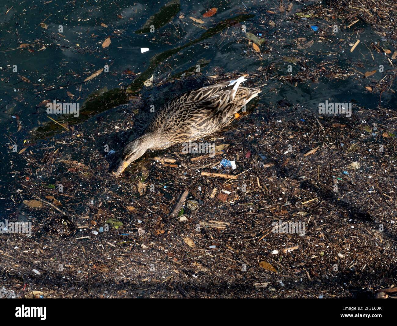 wild duck swimming in plastic rubbish garbage polluted trash sea Stock ...