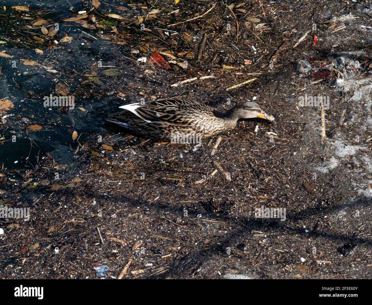 wild duck swimming in plastic rubbish garbage polluted trash sea Stock ...