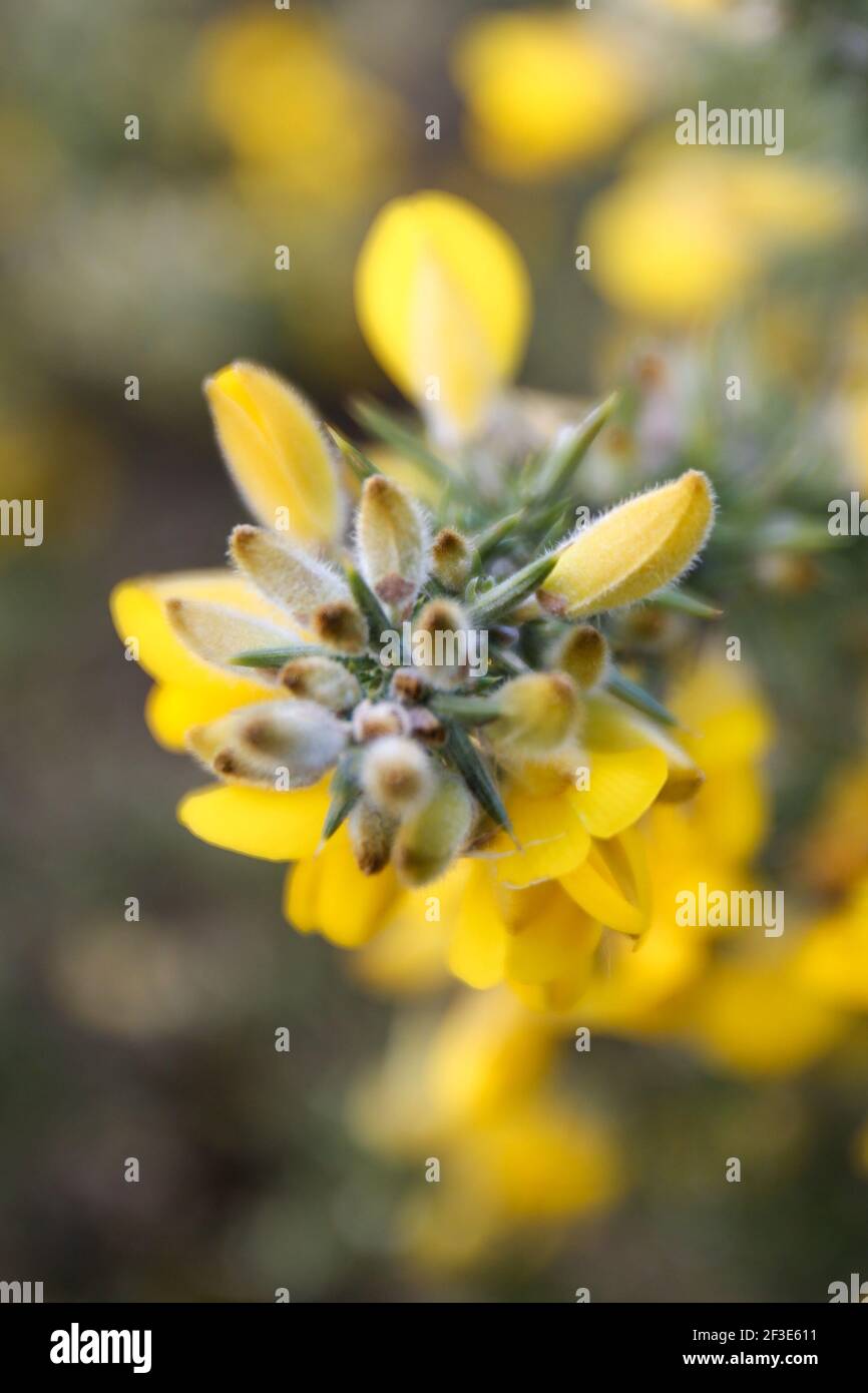 Gorse blooms hi-res stock photography and images - Alamy