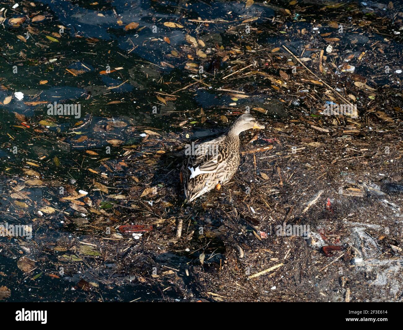wild duck swimming in plastic rubbish garbage polluted trash sea Stock ...