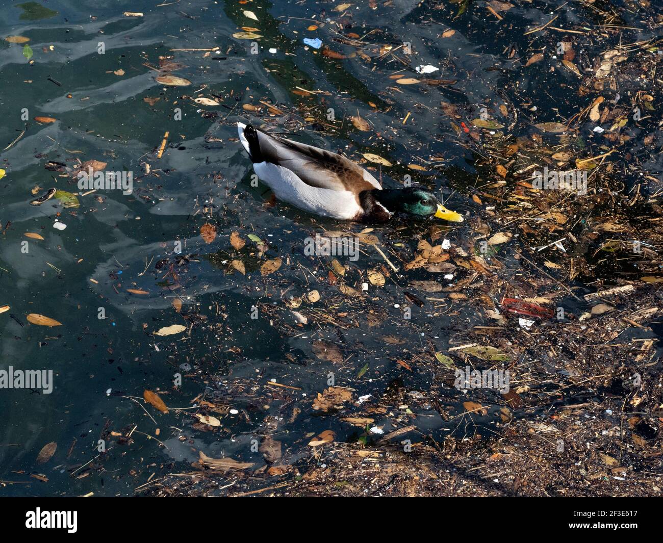 wild duck swimming in plastic rubbish garbage polluted trash sea Stock ...