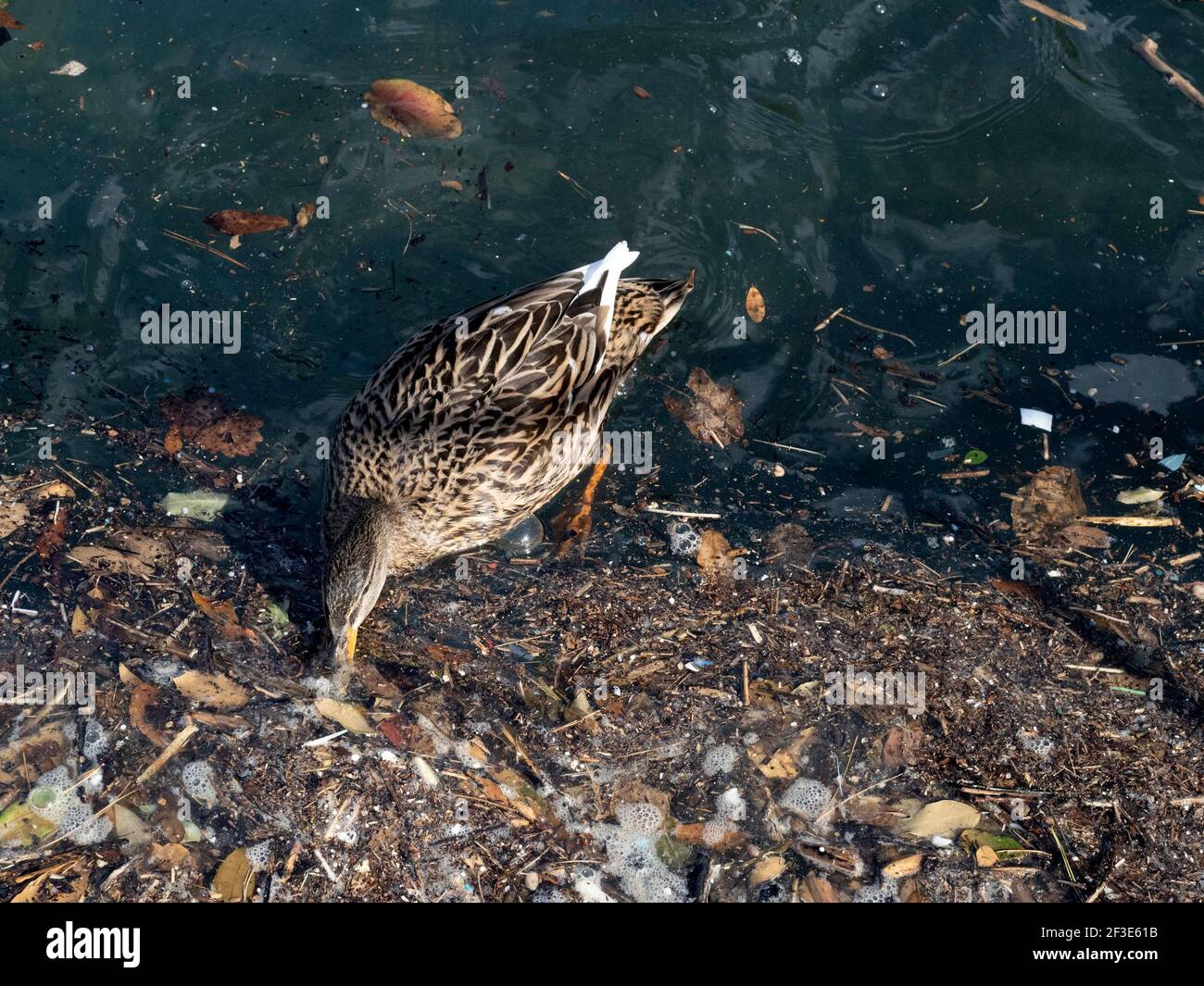 wild duck swimming in plastic rubbish garbage polluted trash sea Stock ...
