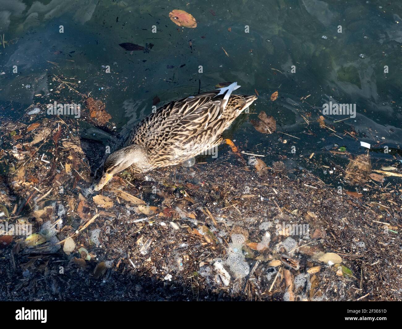 wild duck swimming in plastic rubbish garbage polluted trash sea Stock ...