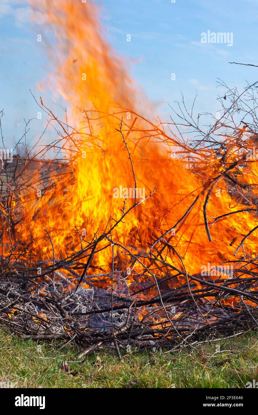 Campfire plant hi-res stock photography and images - Alamy