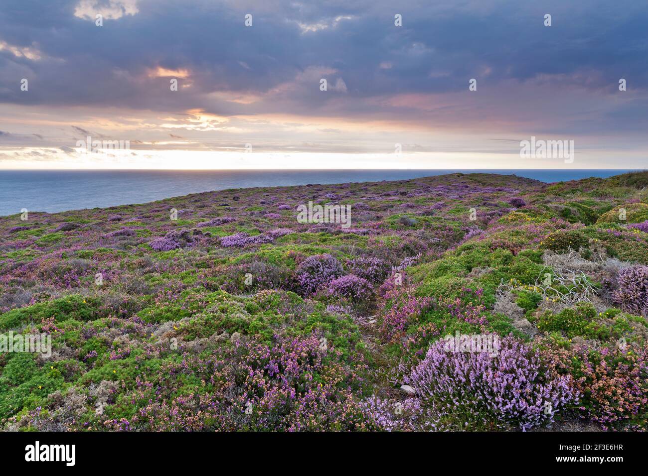Moorland magic hi-res stock photography and images - Alamy