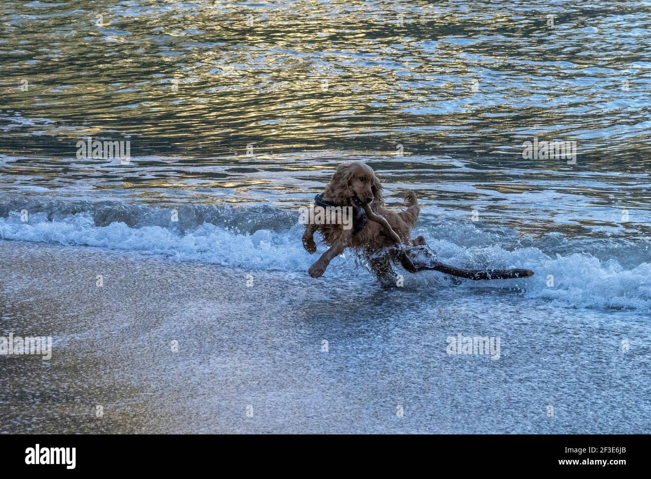 cocker spaniel playing at the beach at sunset Stock Photo - Alamy