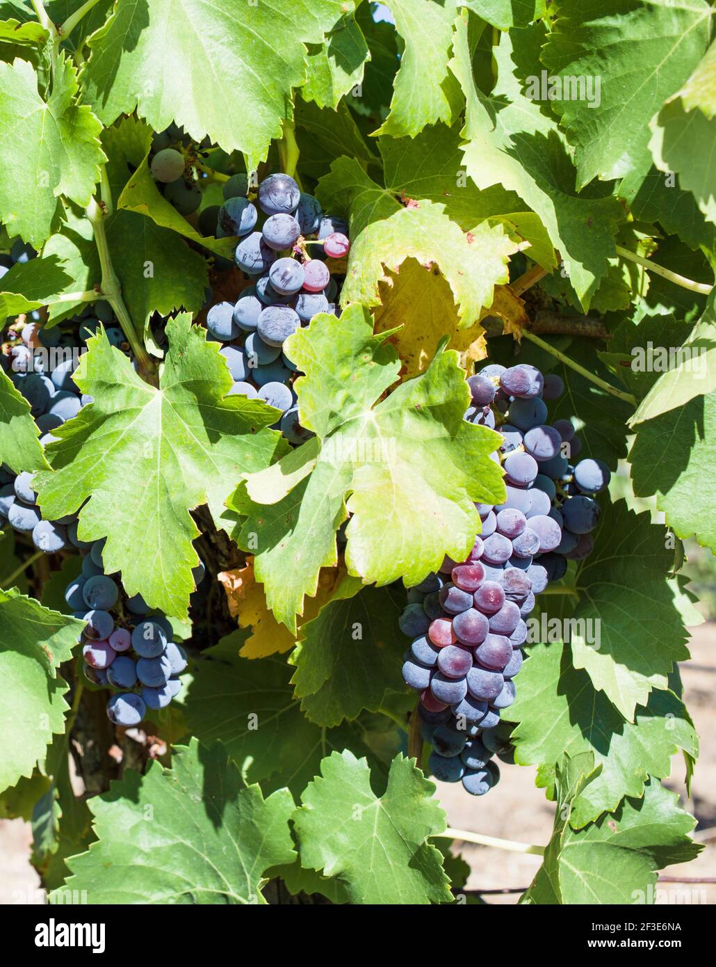 Winemaking grapes hi-res stock photography and images - Alamy