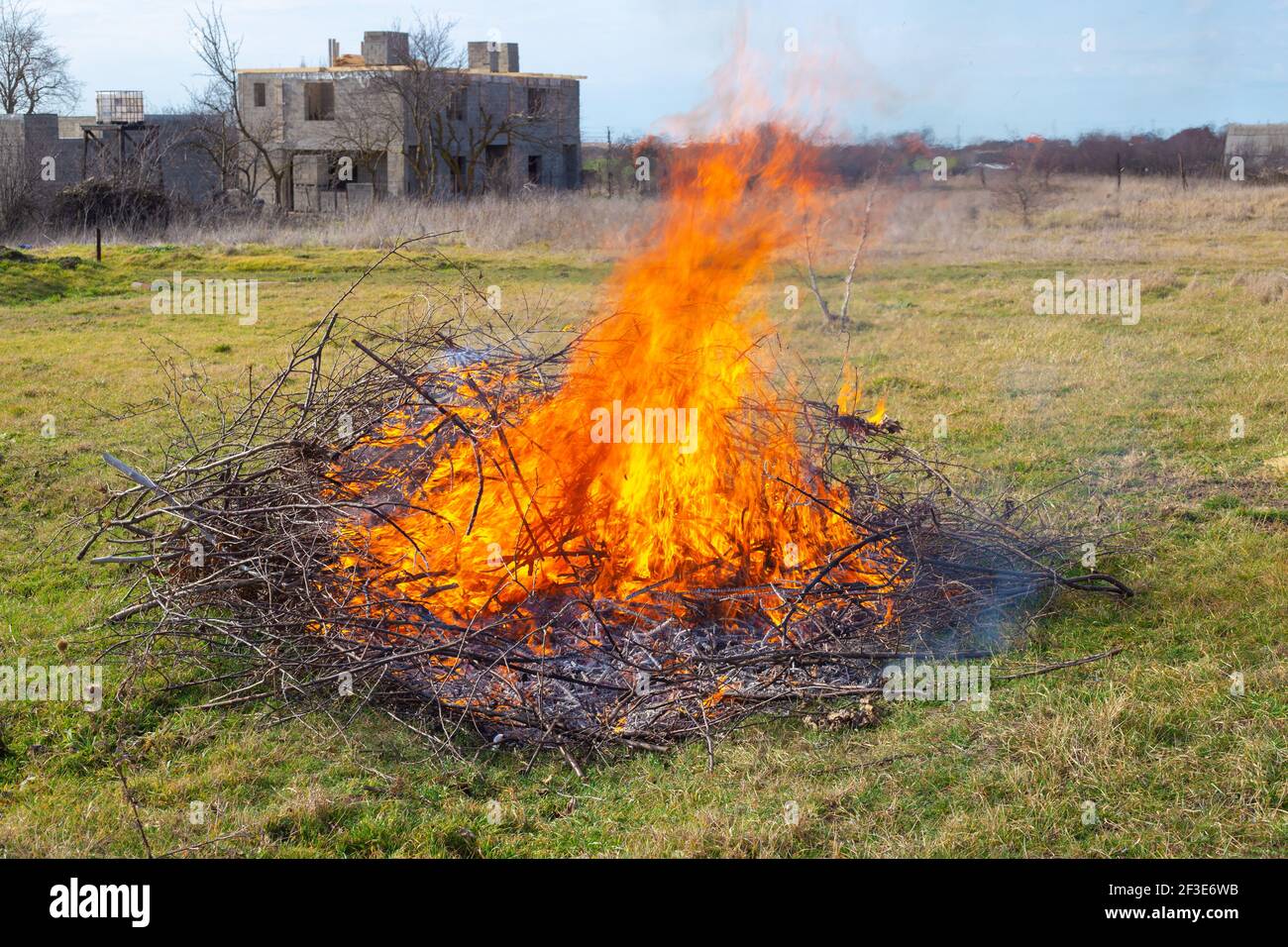 Campfire plant hi-res stock photography and images - Alamy