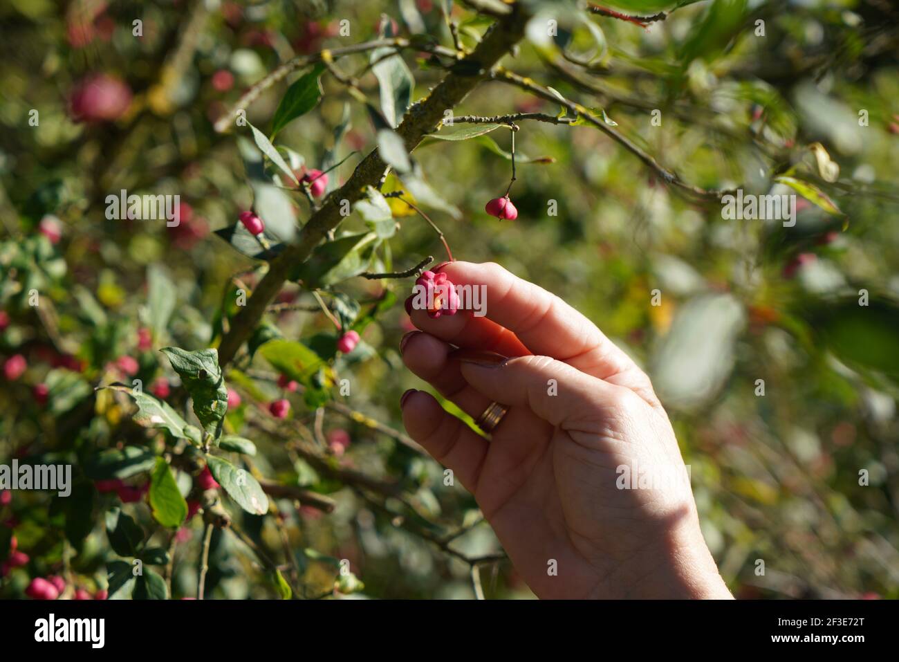 A hand holding a rose hip bush Stock Photo - Alamy