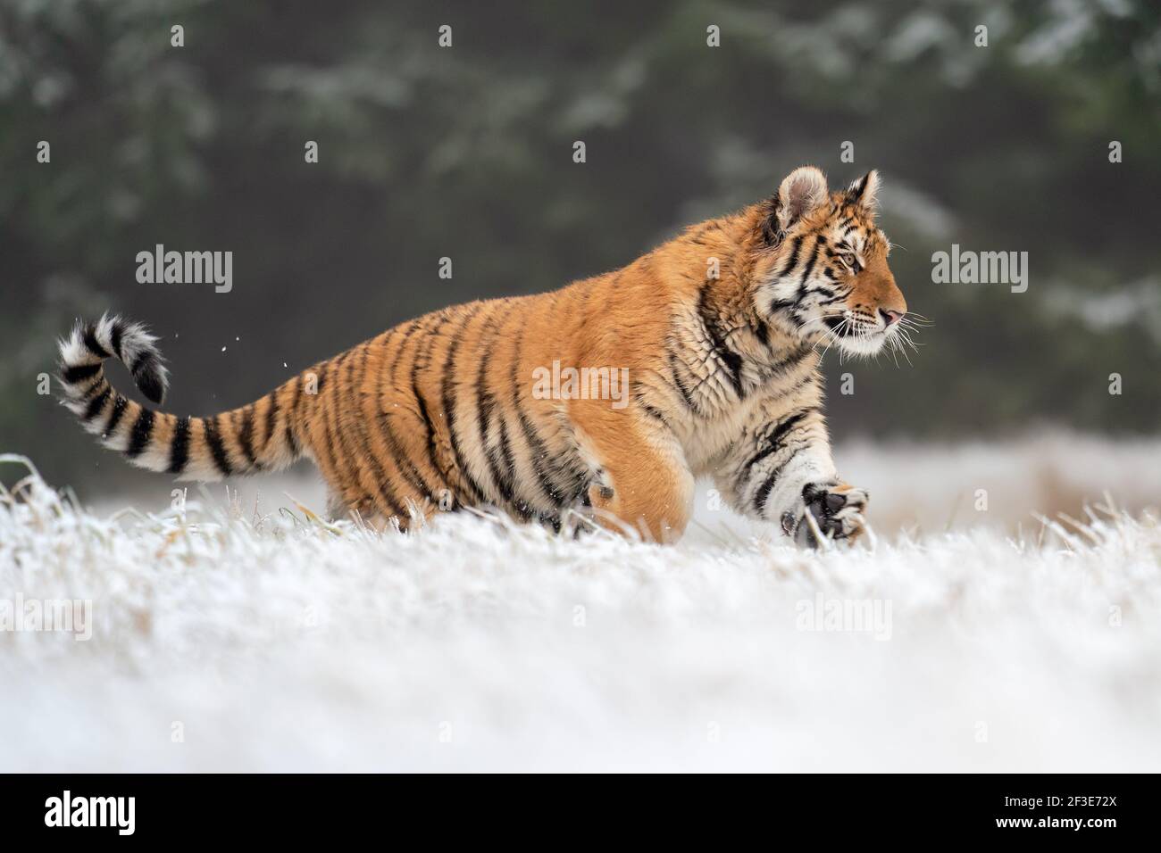 Side view siberian tiger running hi-res stock photography and images - Alamy