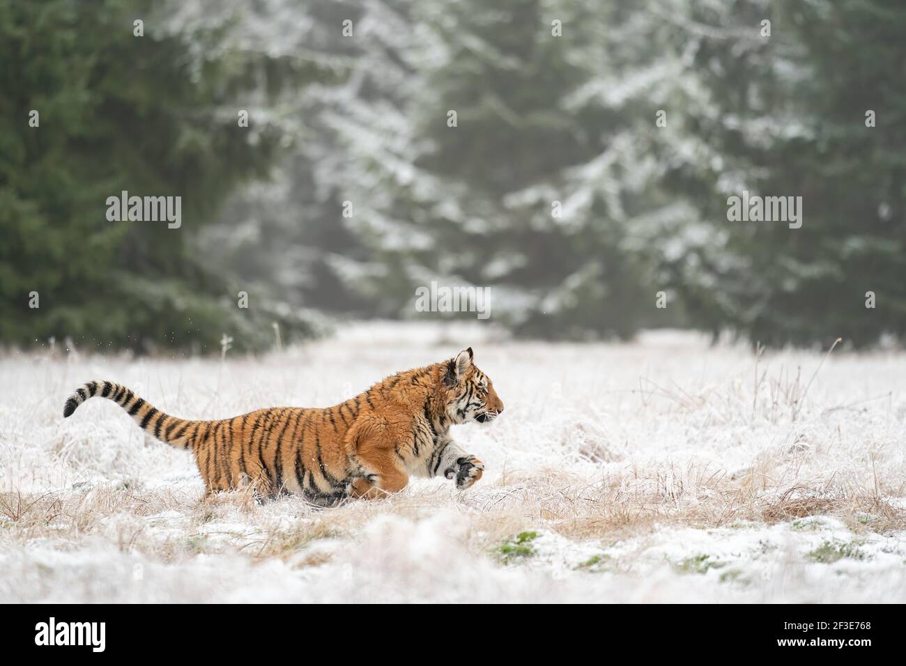 Siberian tiger running in the snow. A dangerous beast in its natural ...