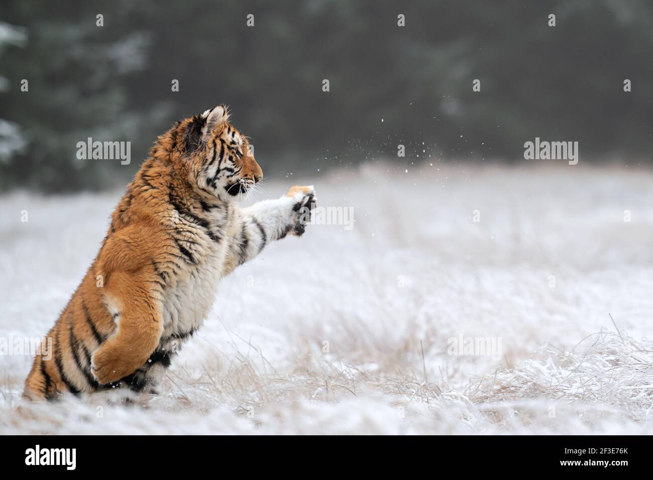 Young siberian tiger playing in the winter. Amur tiger standing on its ...