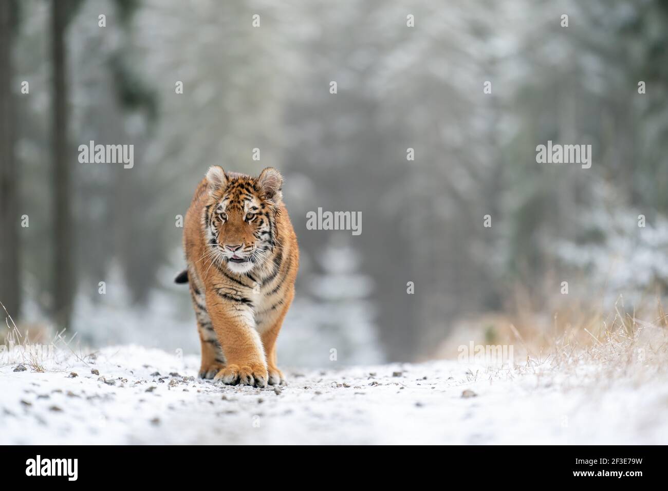 Siberian tiger walking, front view on path in the forest. Panthera ...