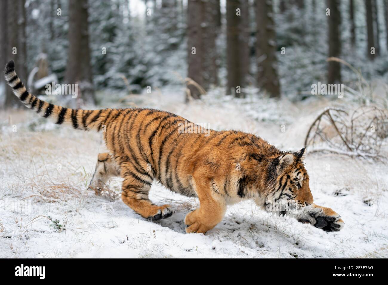 Hunting crouched Siberian tiger from the side in the winter forest ...