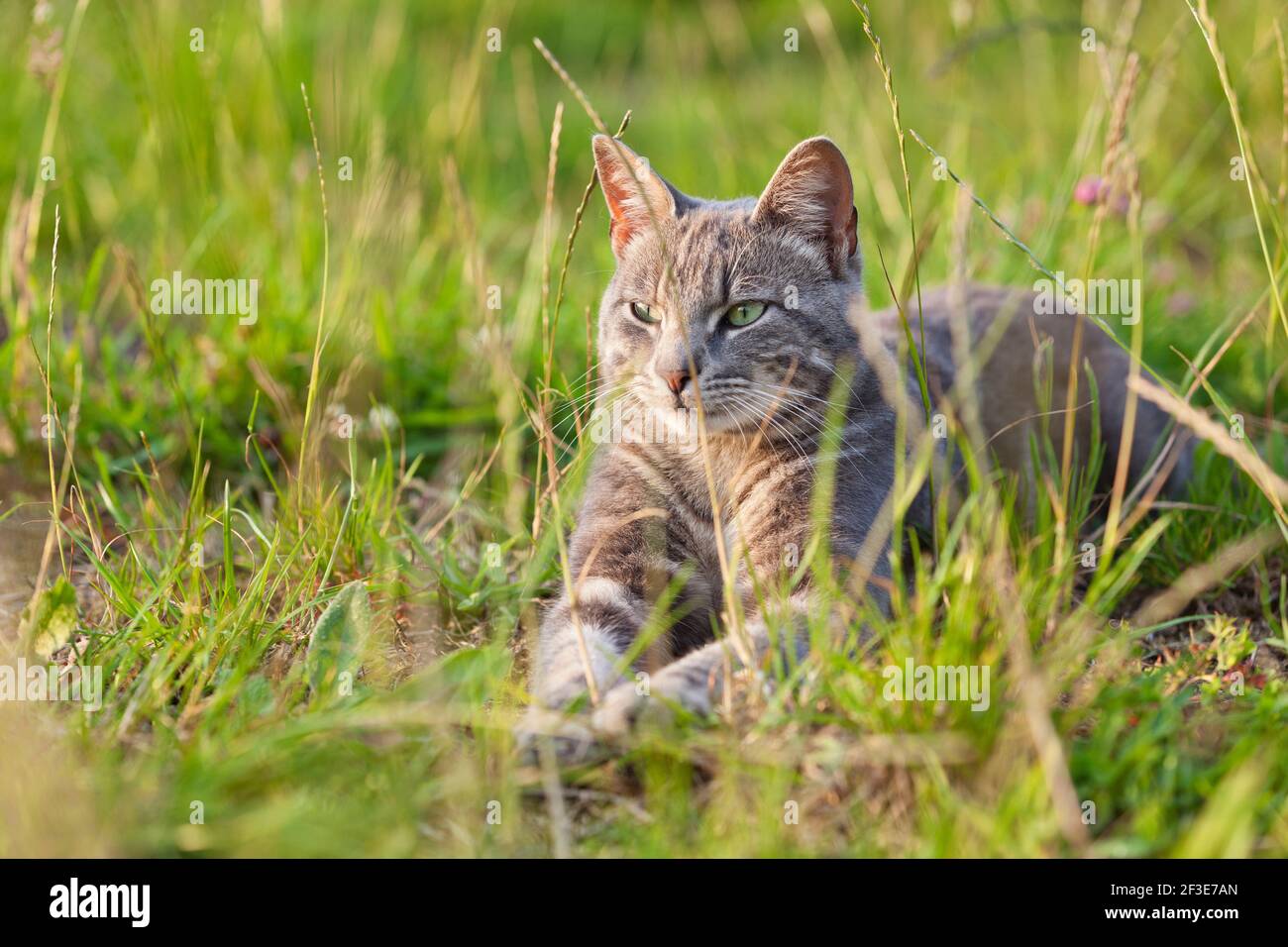 Furry cat lies in hi-res stock photography and images - Alamy