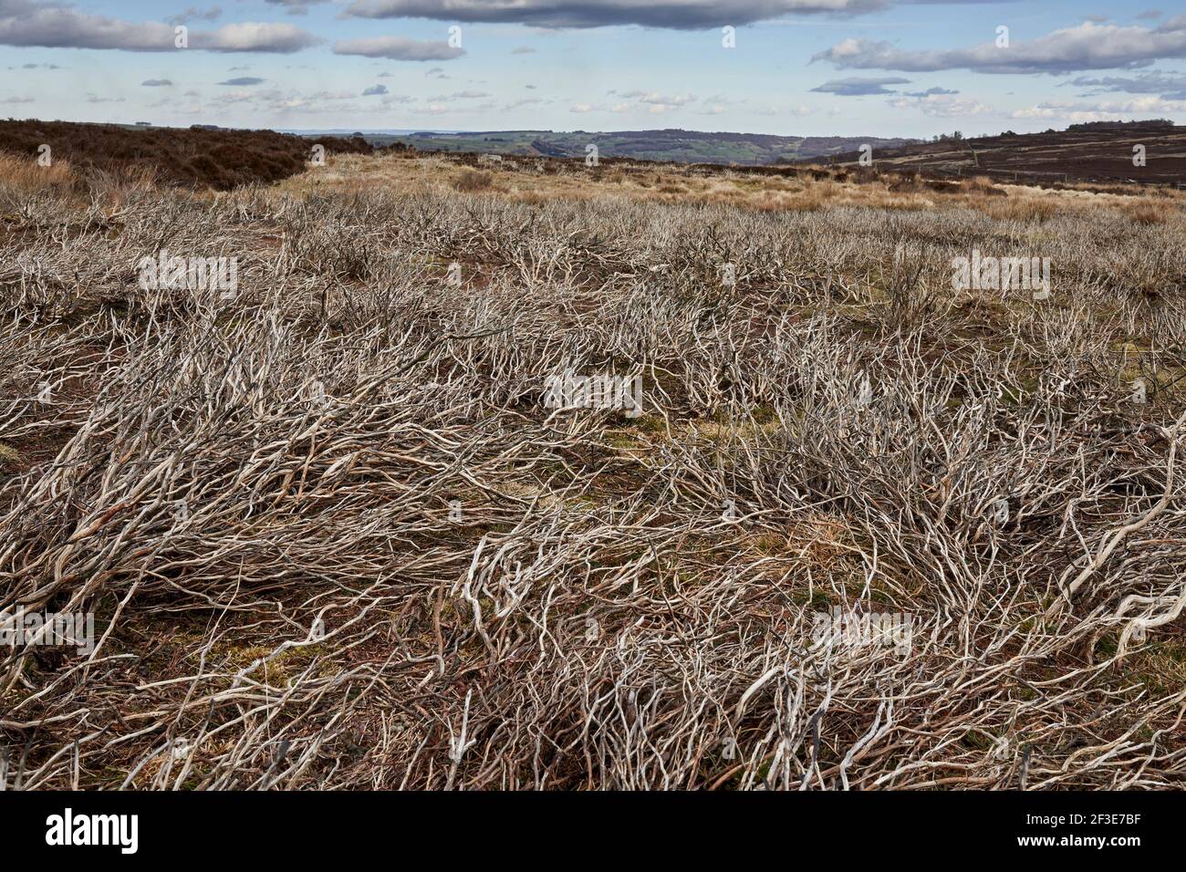 Windswept burnt heather stalks on Yorkshire moorland Stock Photo - Alamy