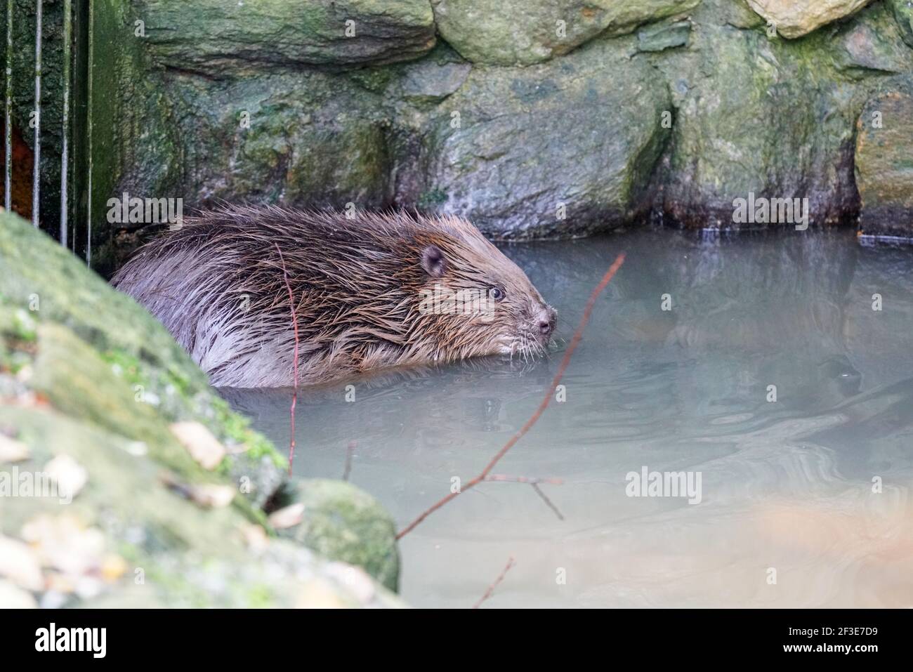 A common beaver in a pond Stock Photo - Alamy