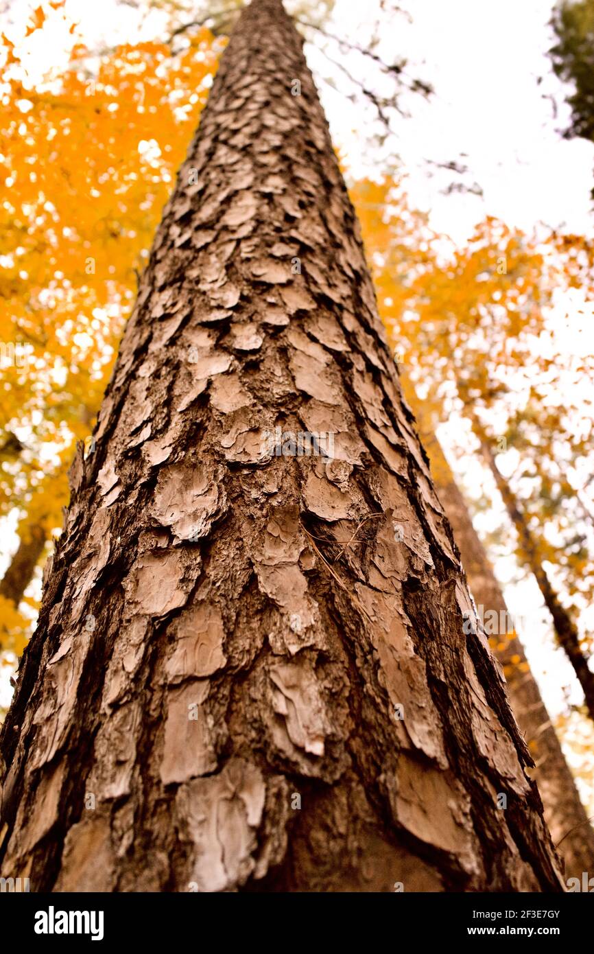 Detail of tree bark in Johnson Park, Raleigh, North Carolina, USA Stock ...