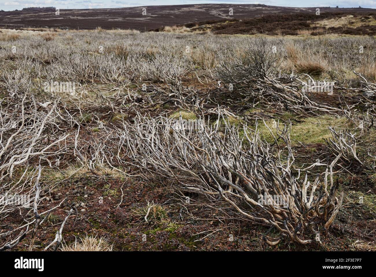 Windswept burnt heather stalks on Yorkshire moorland Stock Photo - Alamy