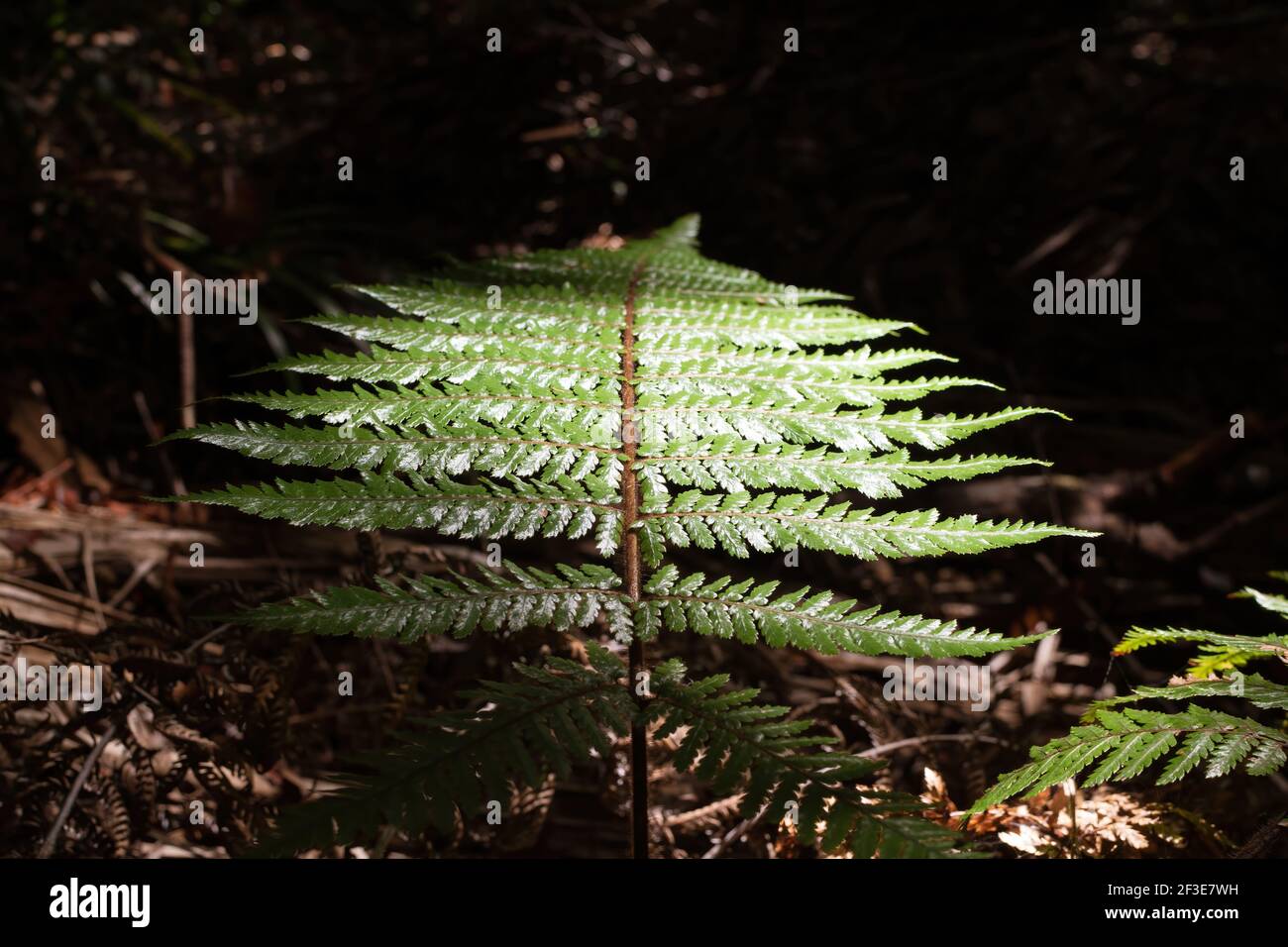 Perspective view of silver fern frond with green leaves. New Zealand ...