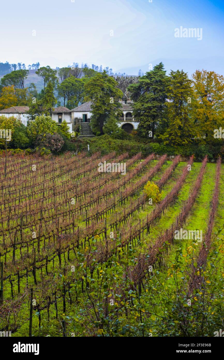 A vertical shot of a vineyard field in spring Stock Photo - Alamy