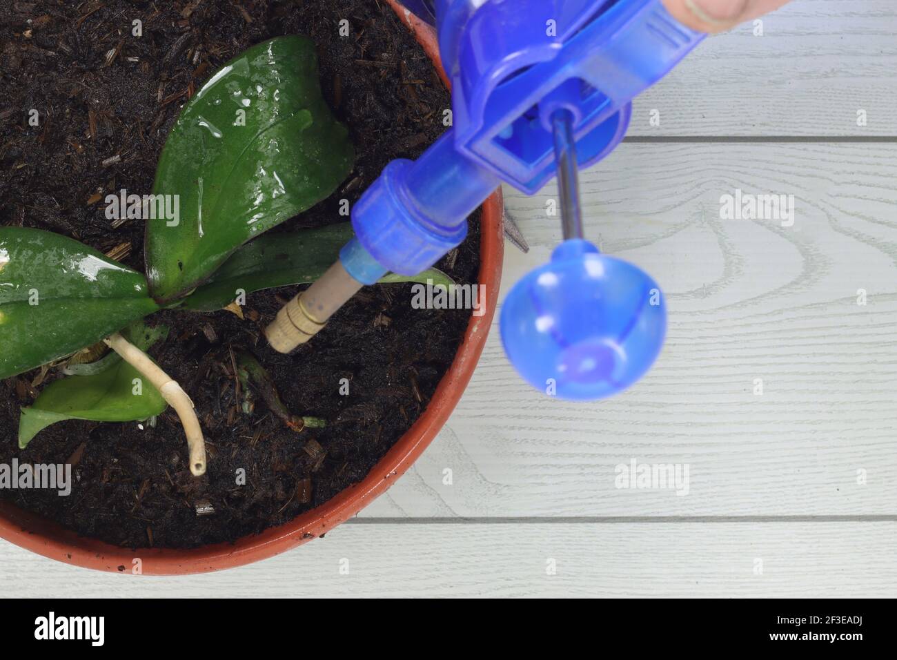 A male hand installing an automatic drip watering system for a ...