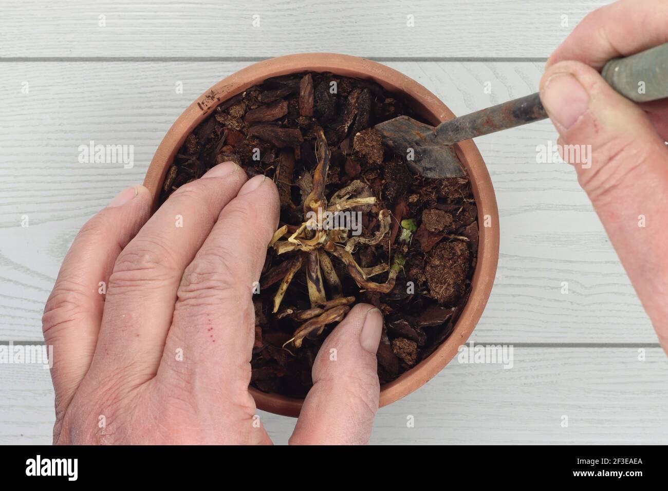 A male hand digging the land to re-pot the plant Stock Photo - Alamy