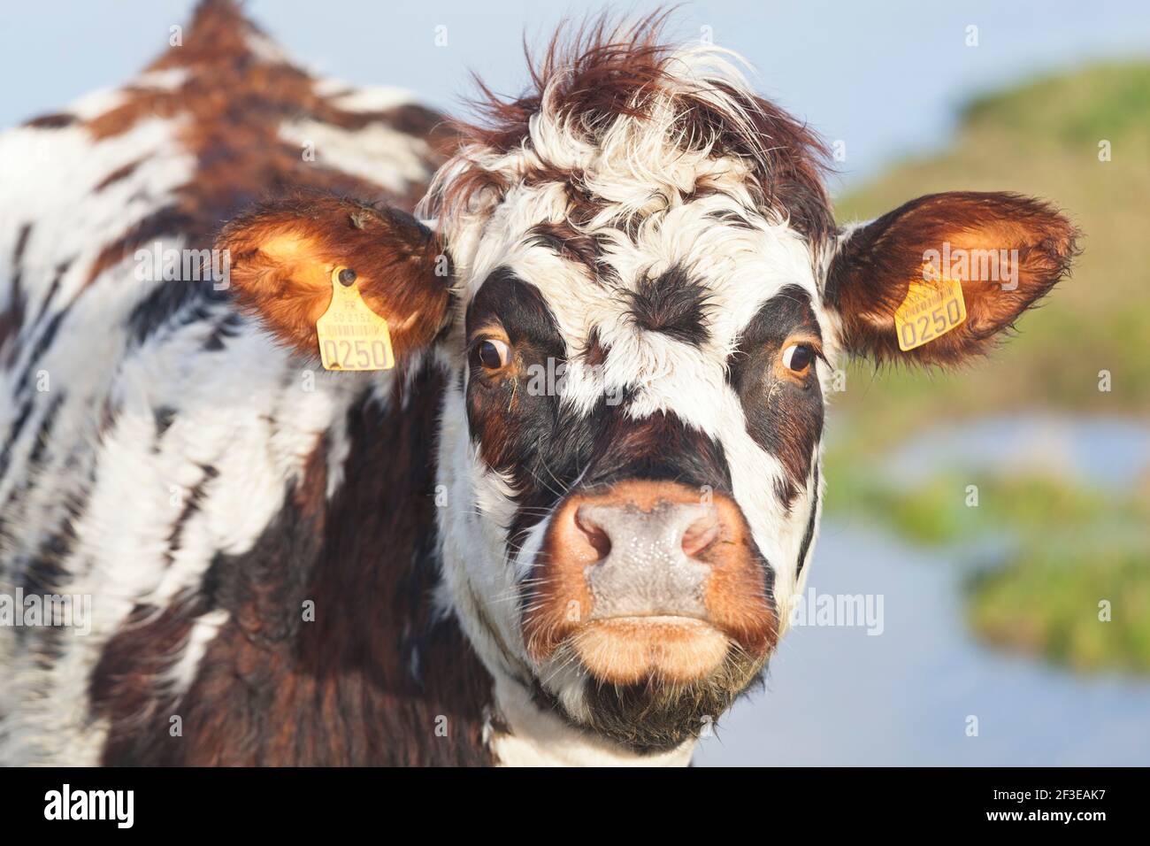 Brown spotted cow in the salt marshes of Goury Stock Photo - Alamy