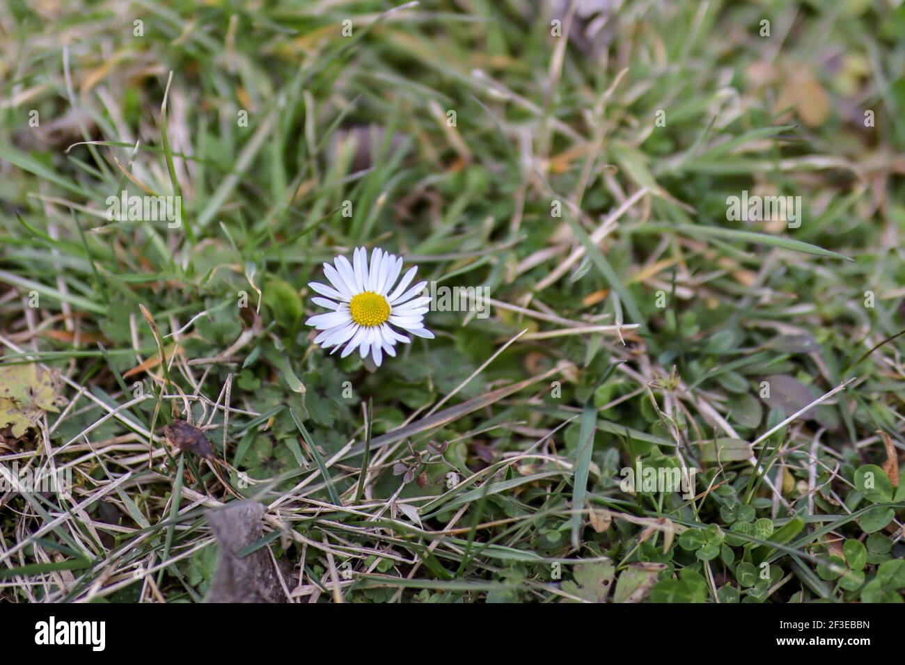 Daisy flower in a meadow on an early spring day. Floral background and ...