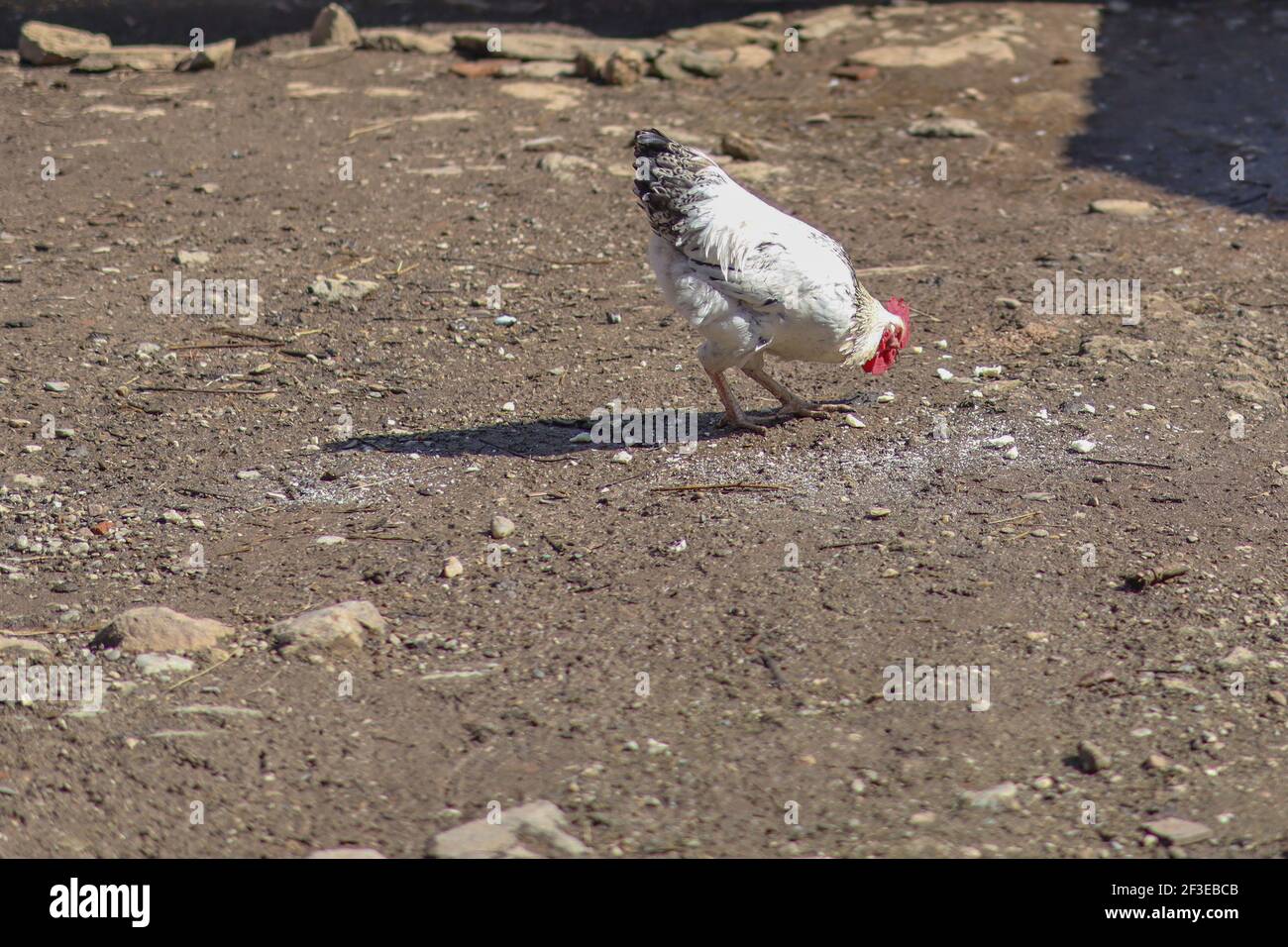 White rooster eat seed food from the ground and free walking on the ...