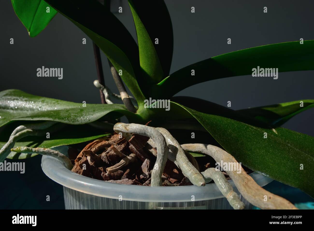 Orchid air roots hi-res stock photography and images - Alamy