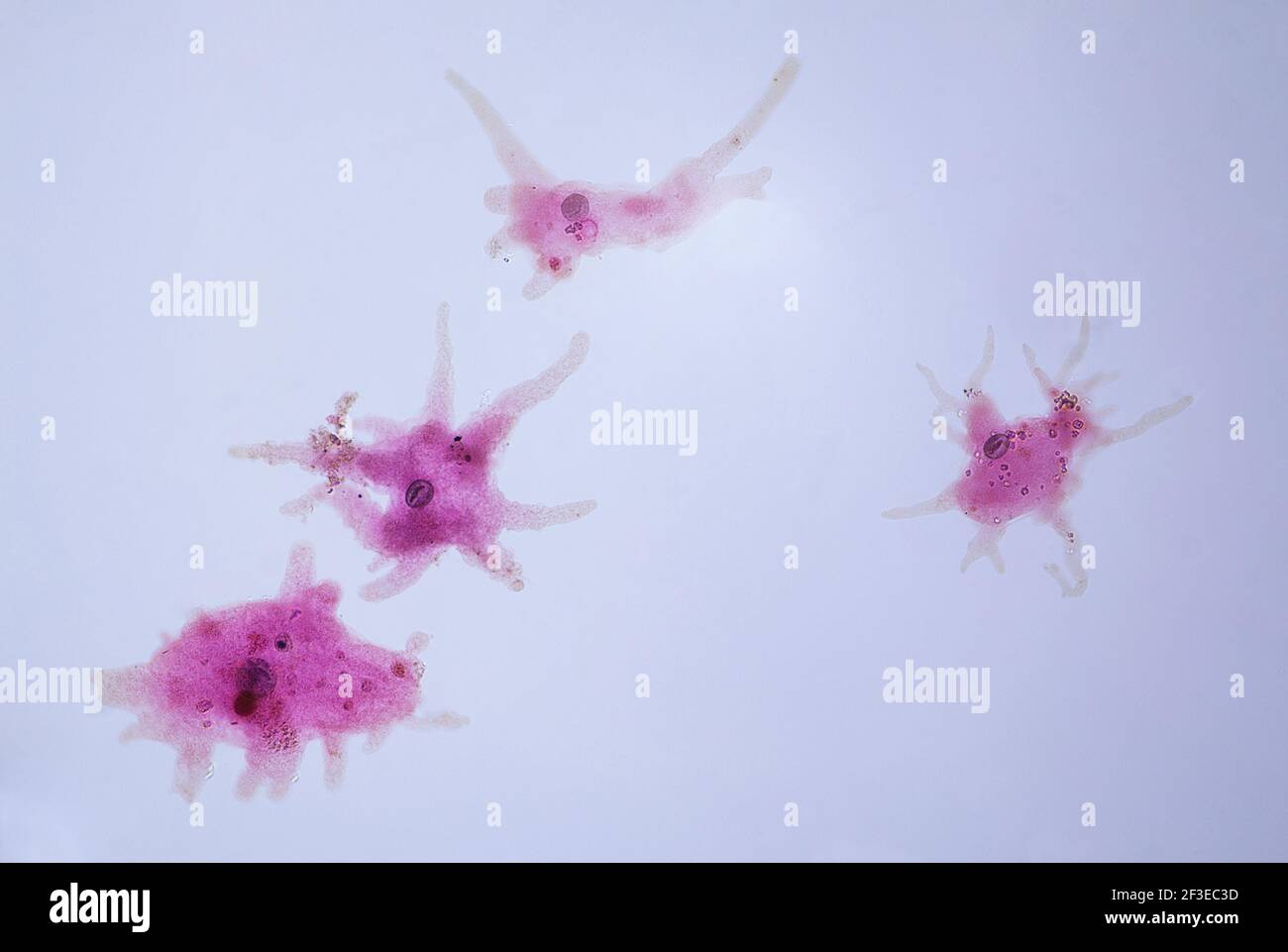 Amoeba Sisters Cell Structure