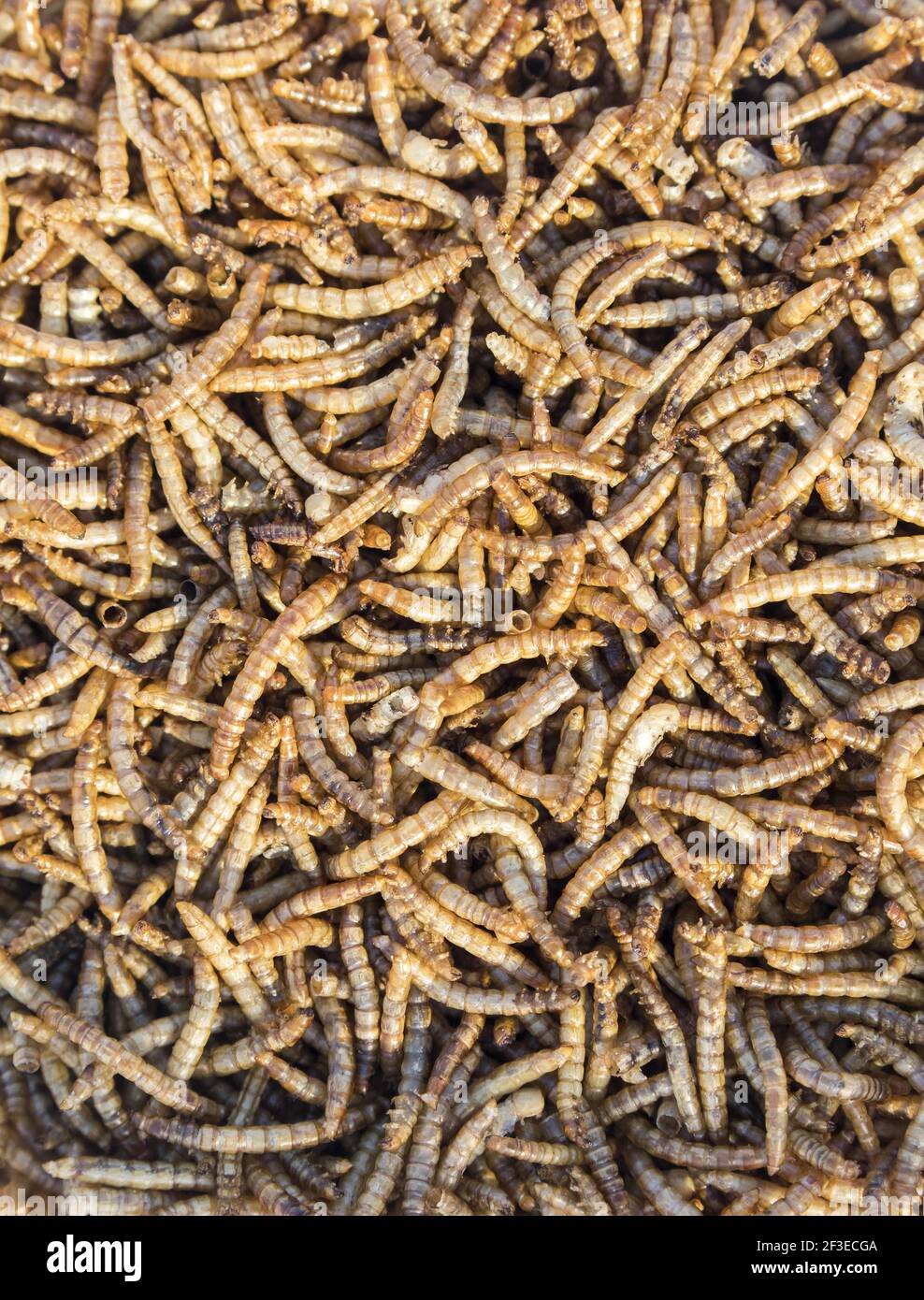 Manure worms hi-res stock photography and images - Alamy