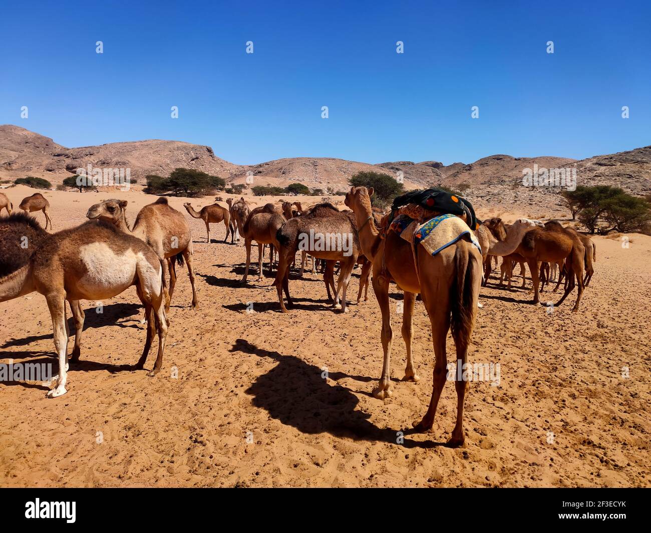 The landscape in the desert with camel Stock Photo - Alamy
