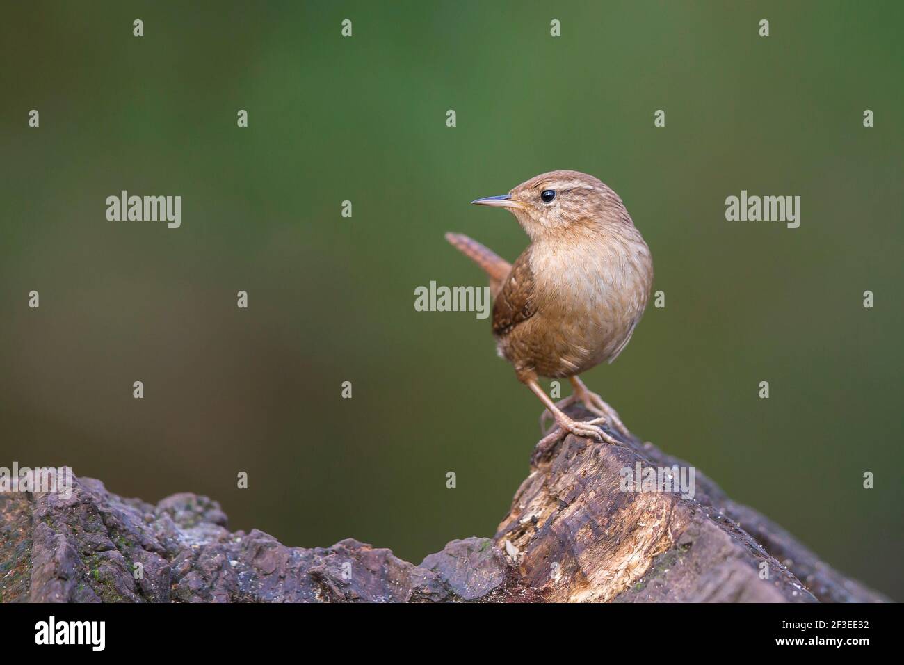 Jenny wren on a log hi-res stock photography and images - Alamy