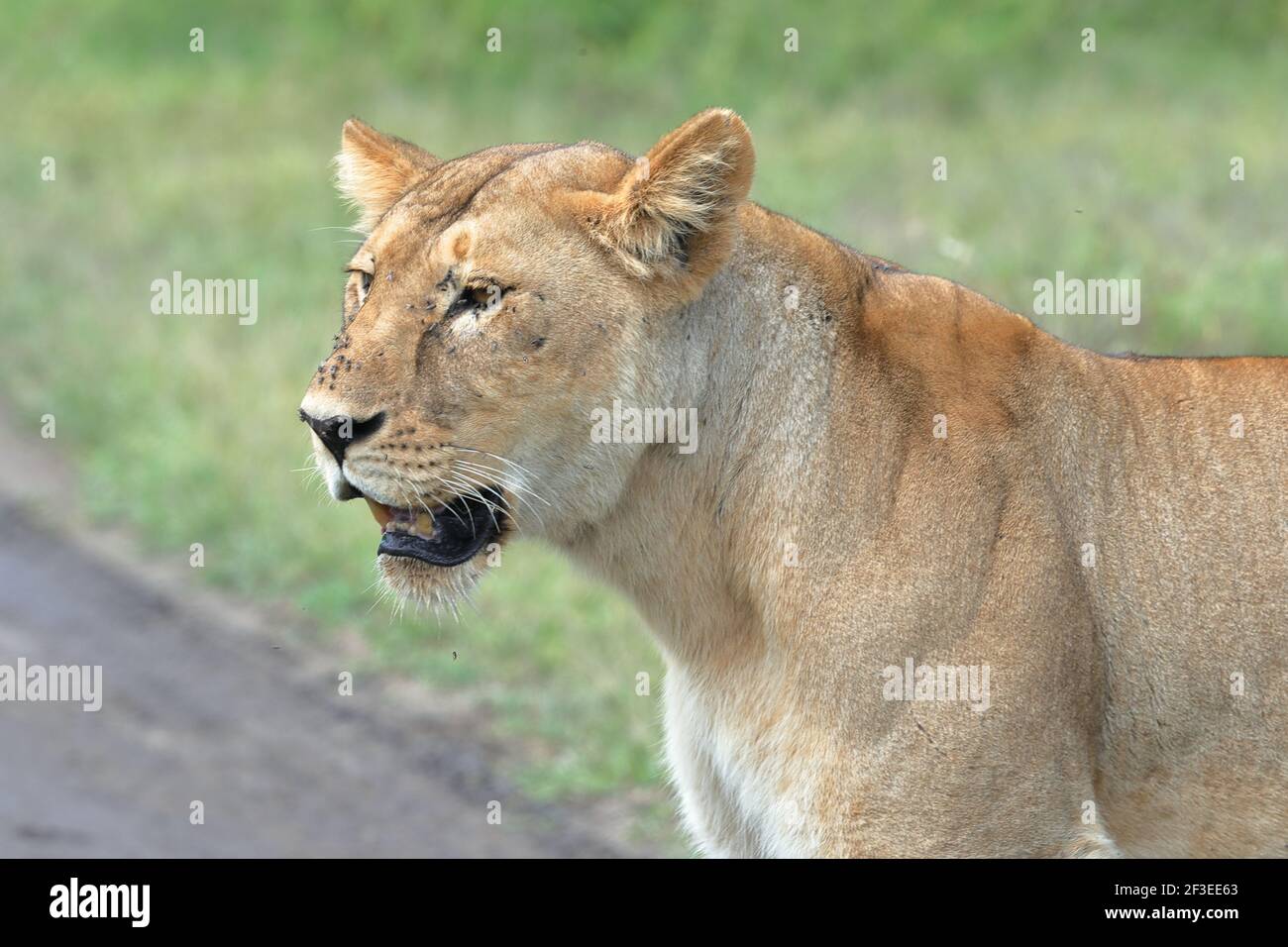 Big five member hi-res stock photography and images - Alamy