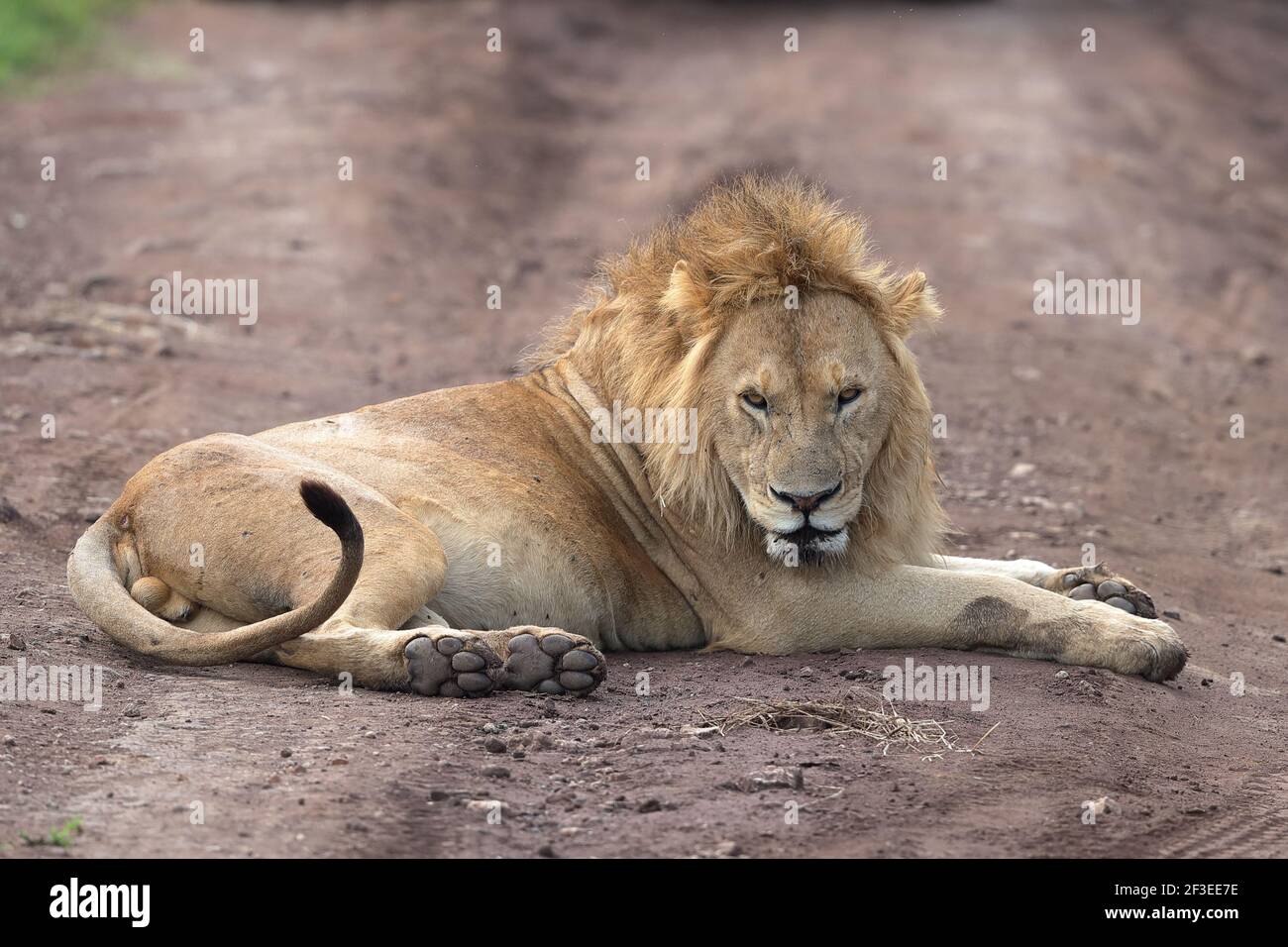 The lion is a species in the family Felidae and a member of the genus ...