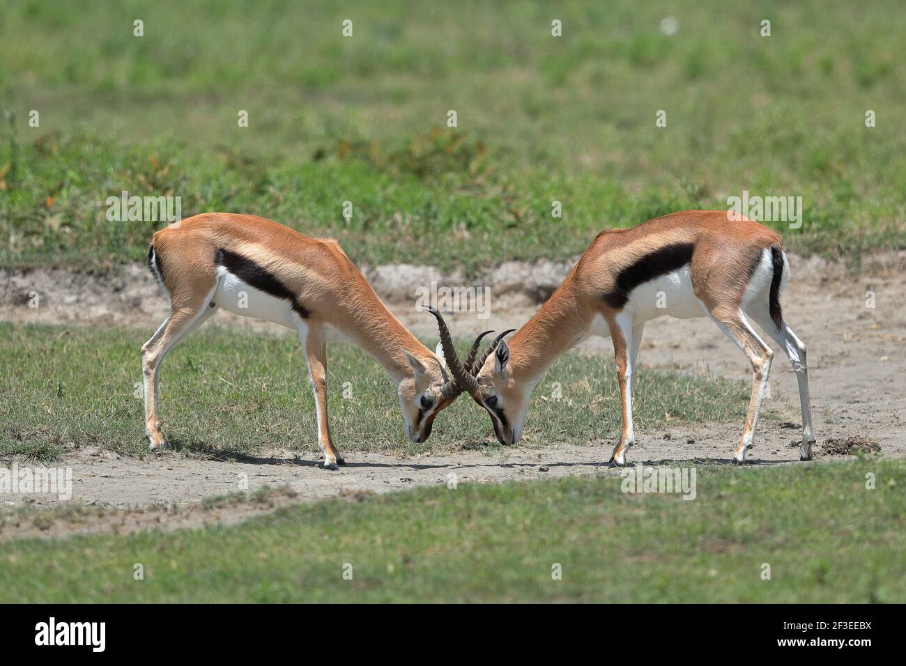 Thomsons gazelle herd hi-res stock photography and images - Alamy