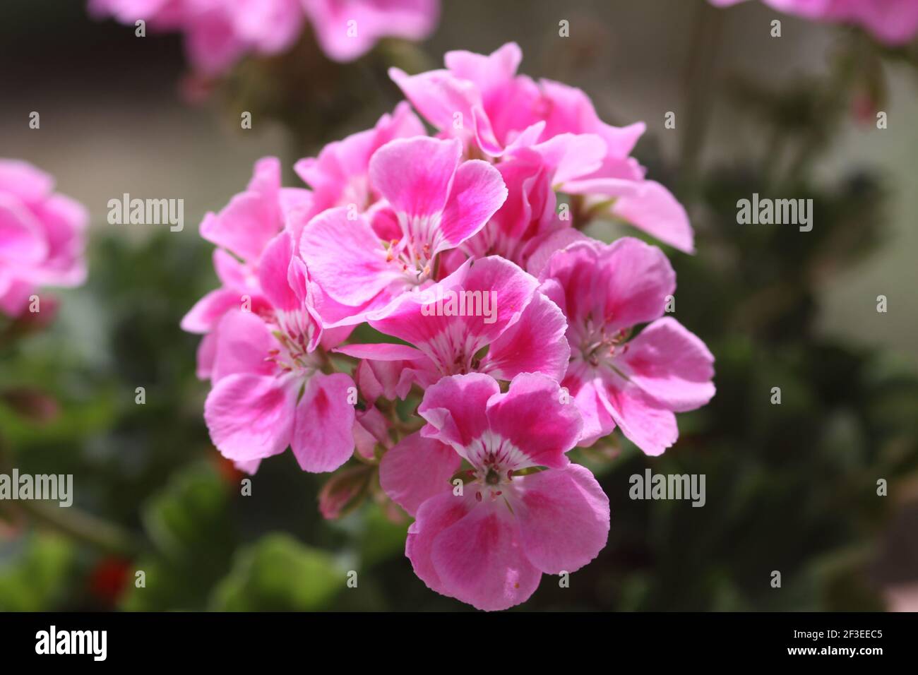 Phlox, phlox paniculata, paniculata, blossom phlox, pink flower Stock ...