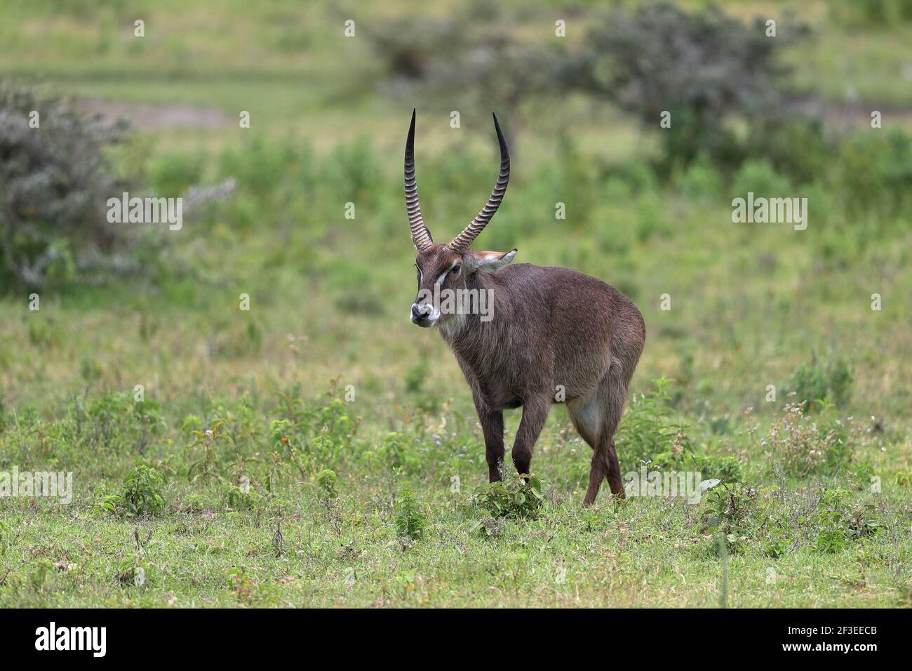 The waterbuck is a large antelope found widely in sub-Saharan Africa ...